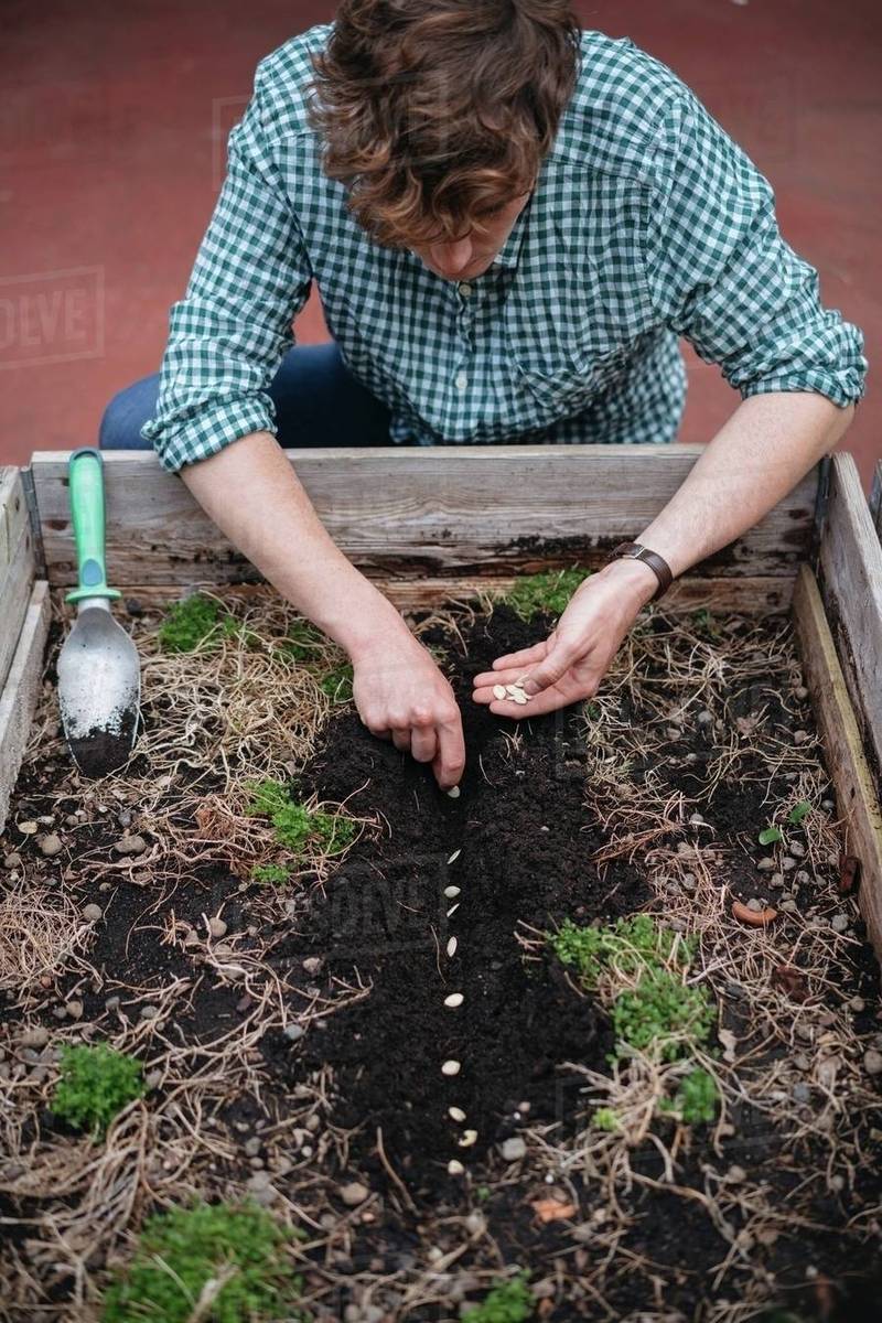 Man planting seeds in soil - Royalty-free Stock Photo | Dissolve