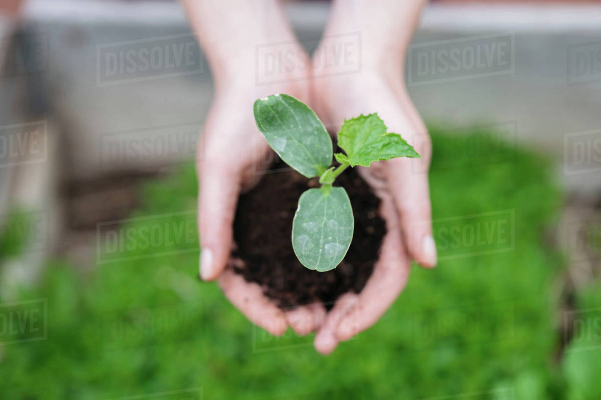 Woman's hands holding seedling - Royalty-free Stock Photo | Dissolve