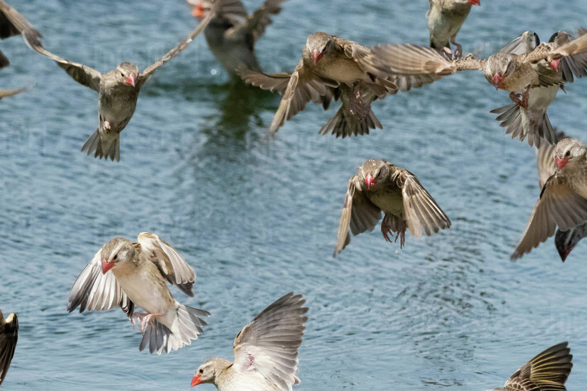 A Red-billed quelea flock (Quelea quelea), in flight, Kalahari ...