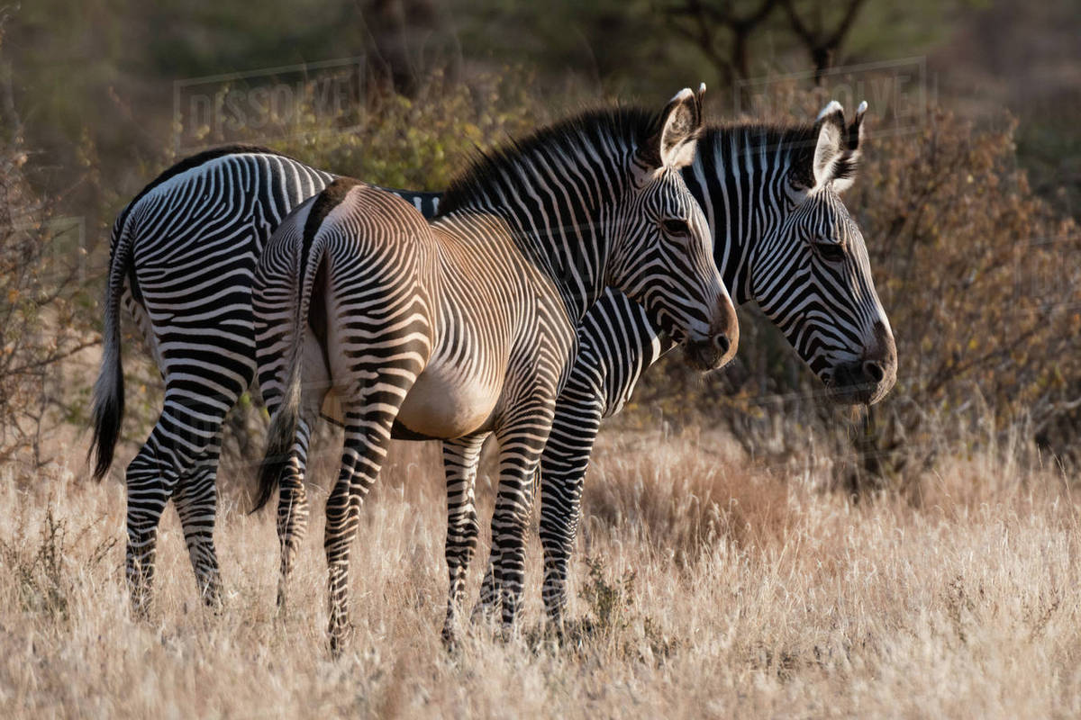 Grevy's zebra (Equus grevyi), Kalama Conservancy, Samburu, Kenya, Kenya ...