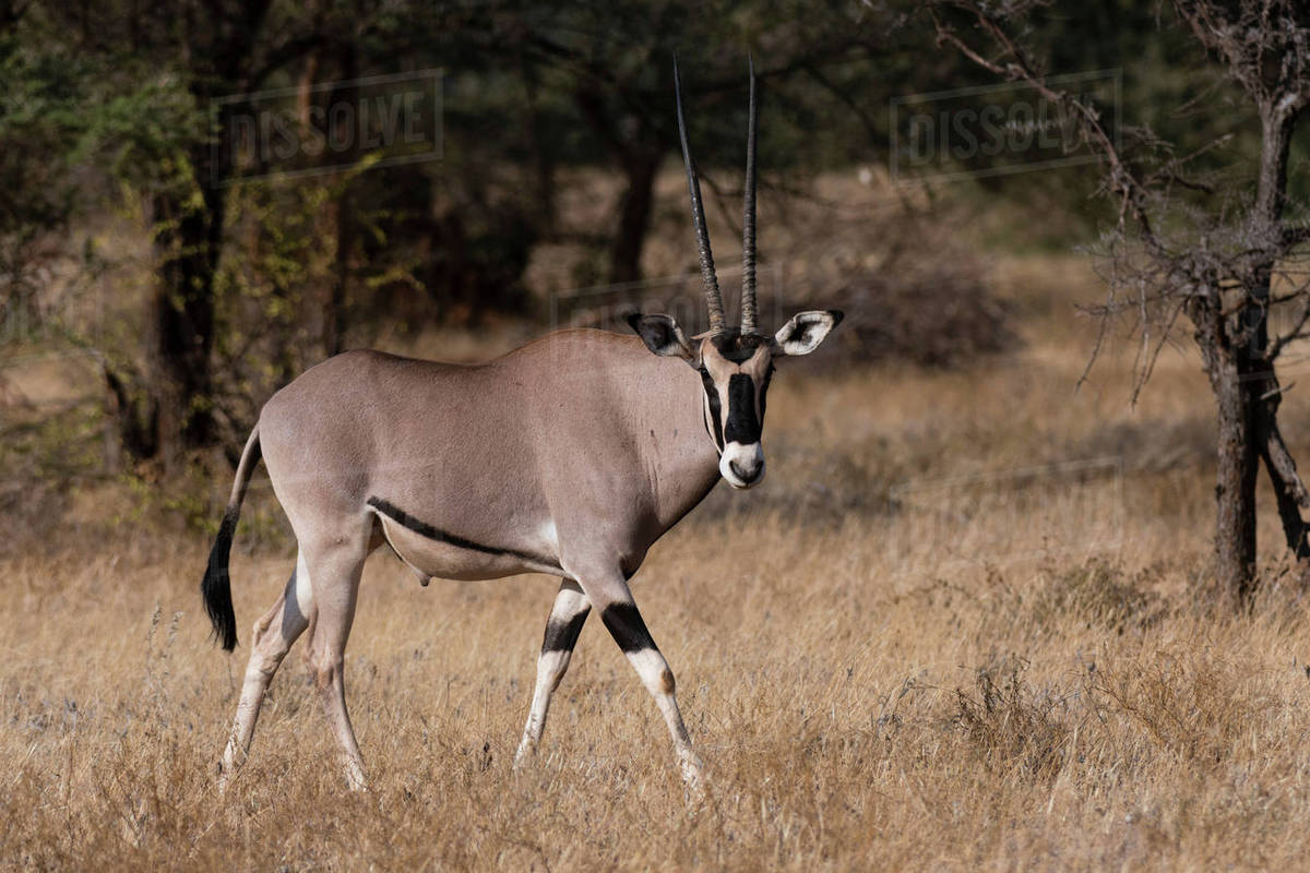 Beisa oryx (Oryx gazella beisa), Kalama Conservancy, Samburu, Kenya ...