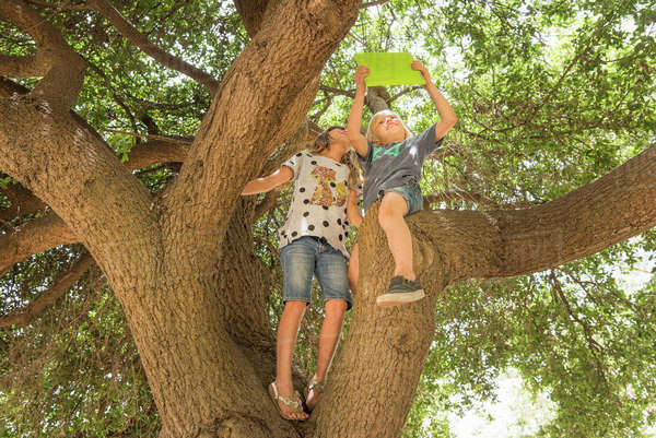 Children sitting in tree using digital tablet - Stock Photo - Dissolve