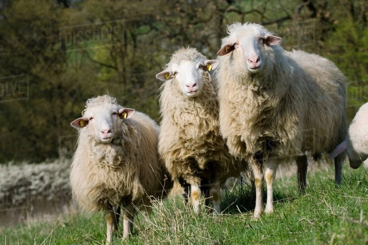 Three sheep - Royalty-free Stock Photo | Dissolve