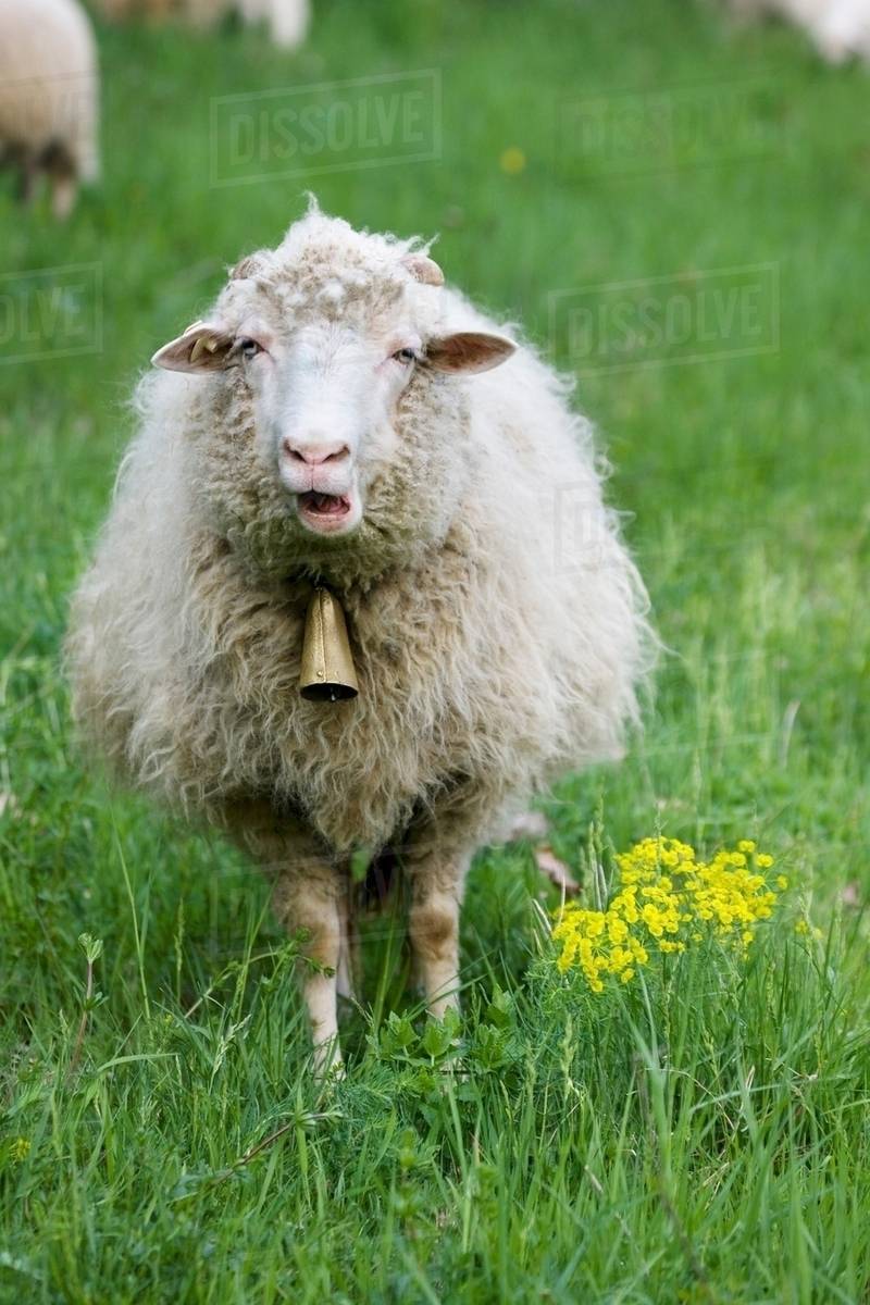 Sheep with bell round neck - Royalty-free Stock Photo | Dissolve