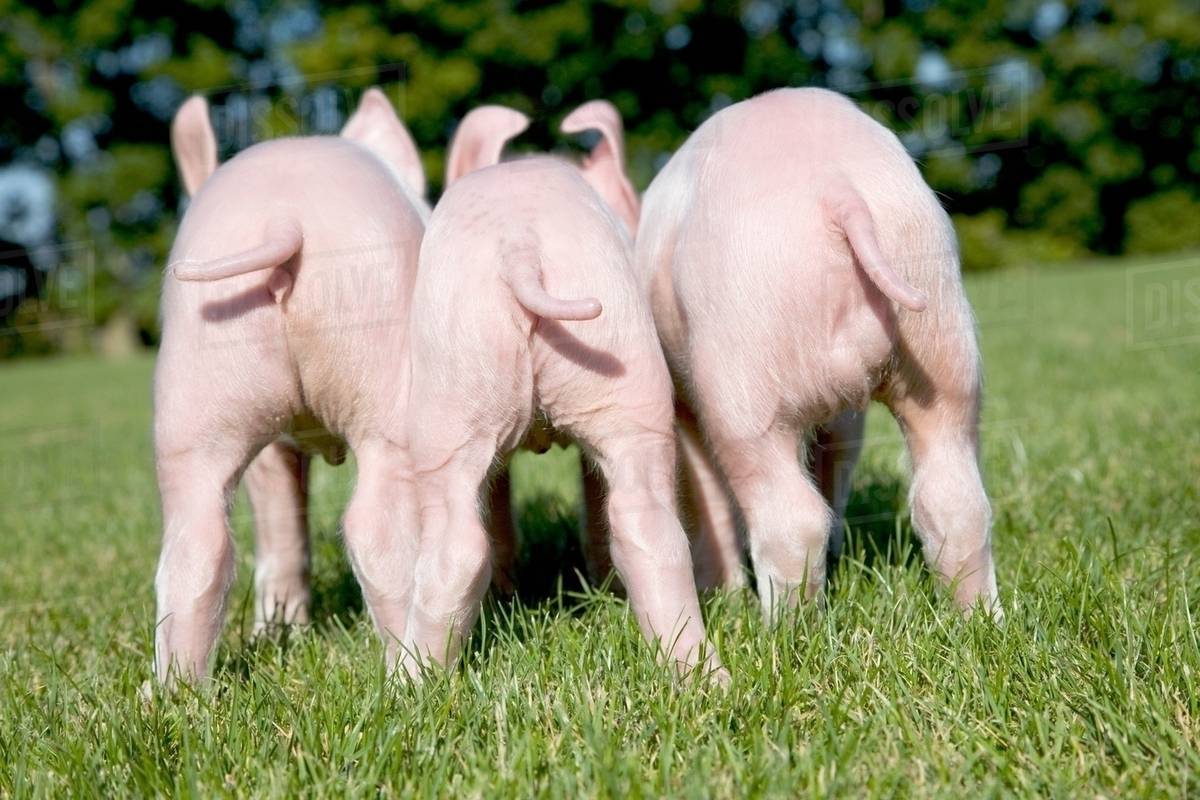Three piglets in field, rear view - Royalty-free Stock Photo | Dissolve