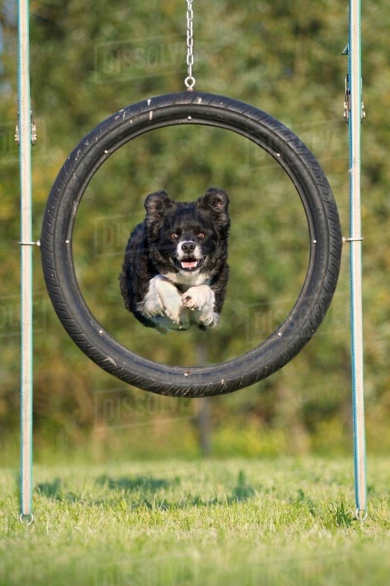 Dog jumping through tyre - Stock Photo - Dissolve