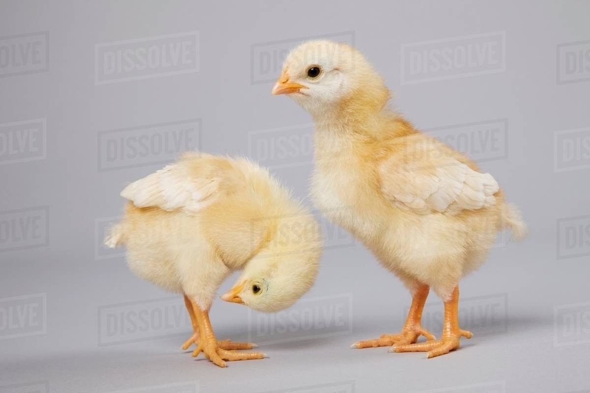 Two chicks, studio shot - Stock Photo - Dissolve