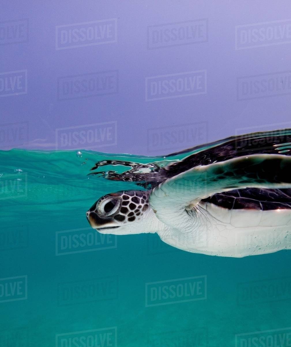 Juvenile Green Sea Turtle - Royalty-free Stock Photo | Dissolve