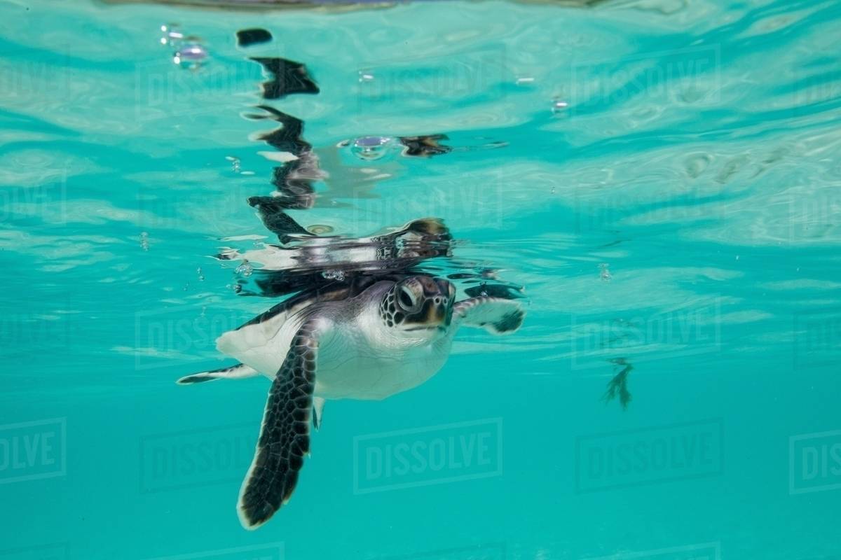 Juvenile Green Sea Turtle - Stock Photo - Dissolve