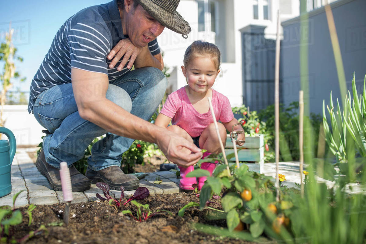 Father and daughter in garden together, tending to garden - Stock Photo ...