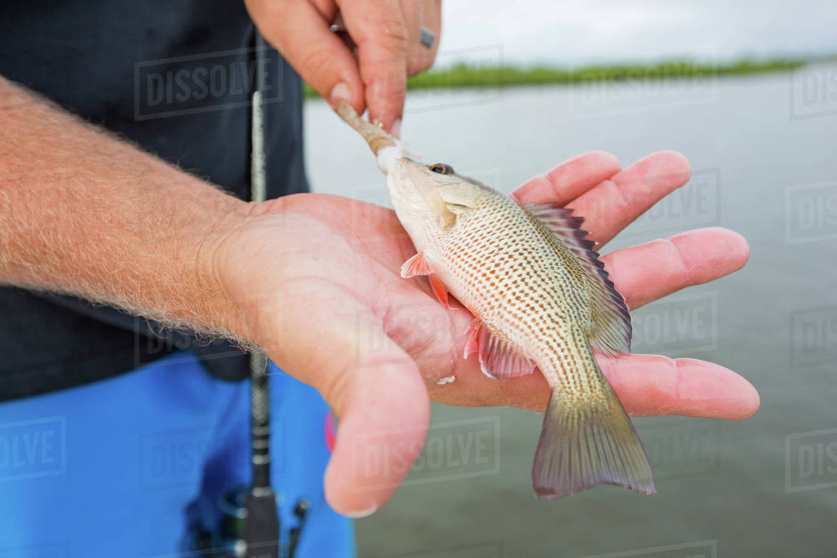Man holding small mangrove snapper - Stock Photo - Dissolve