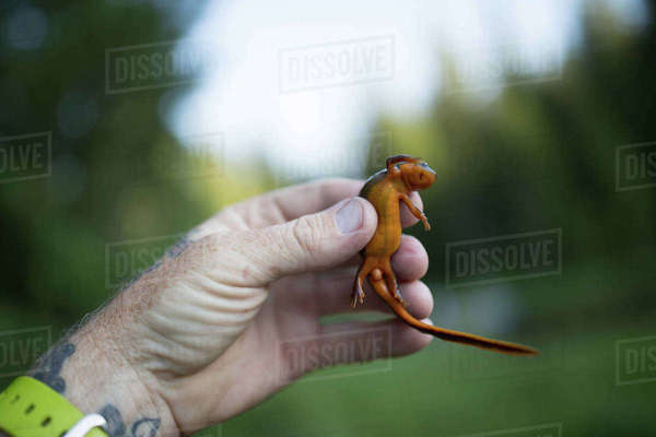 Person holding newt, close-up - Royalty-free Stock Photo | Dissolve