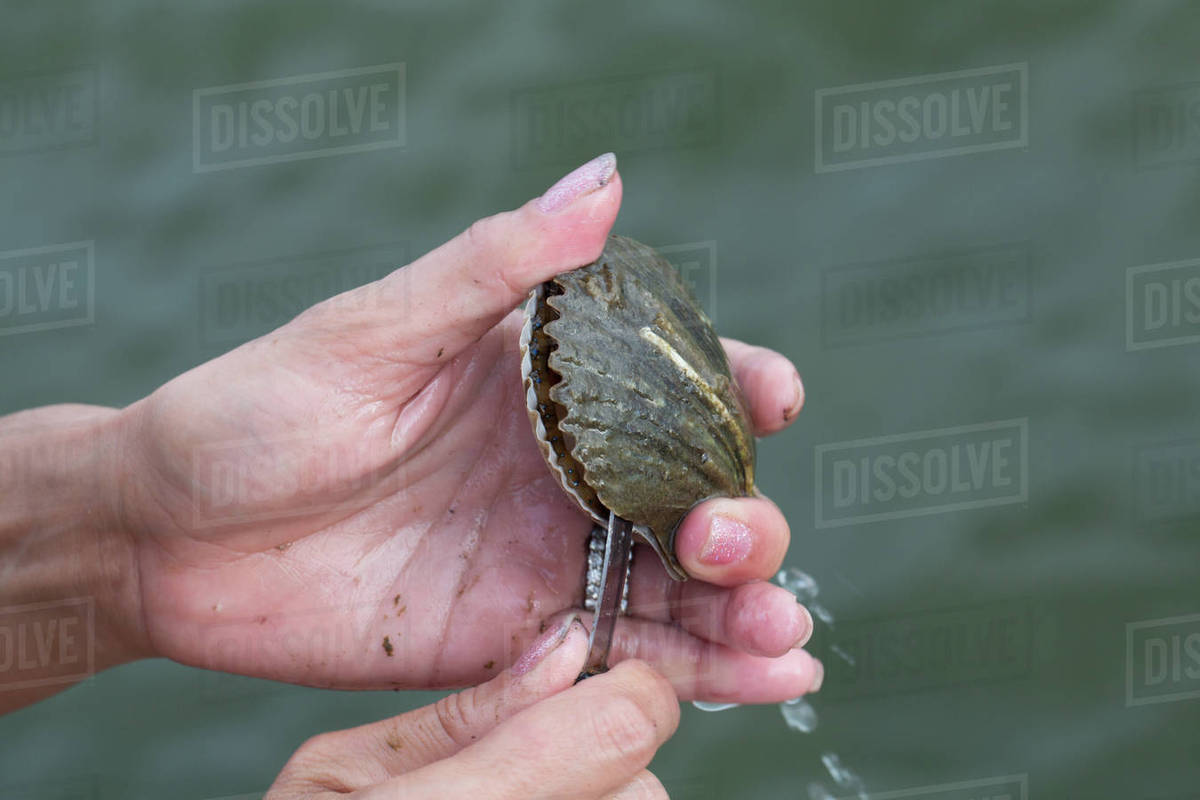 Woman opening shell, close-up - Stock Photo - Dissolve