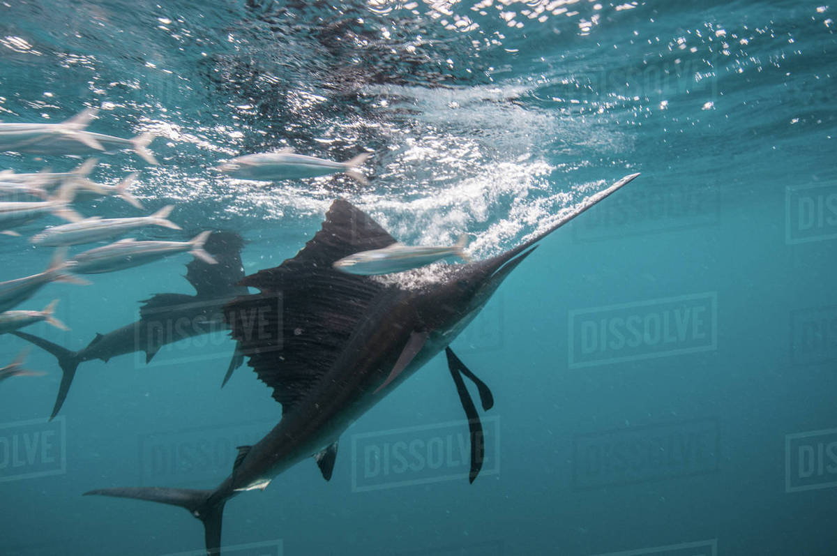 Sailfish hunting sardine baitballs close to surface - Stock Photo ...