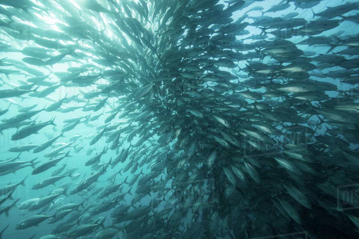 Underwater view of swimming jack fish shoal in blue sea, Baja ...
