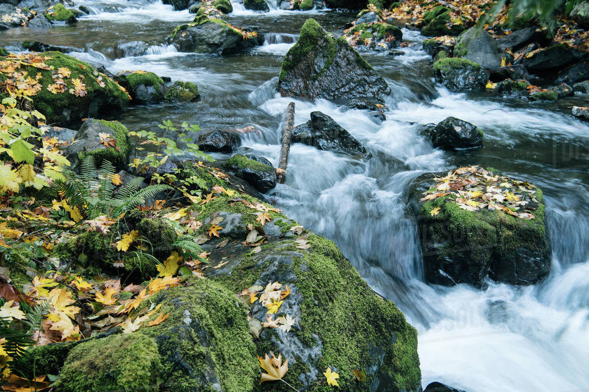 River running over mossy rocks in forest - Royalty-free Stock Photo ...