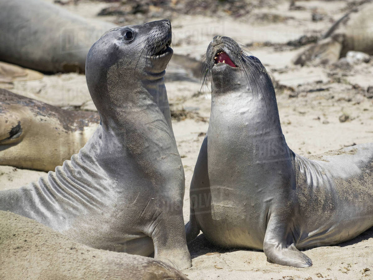 Male Northern elephants seals (mirounga angustirostris) sparring, Ano ...