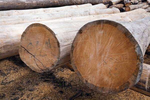 Eastern White Pine Tree logs - Stock Photo - Dissolve