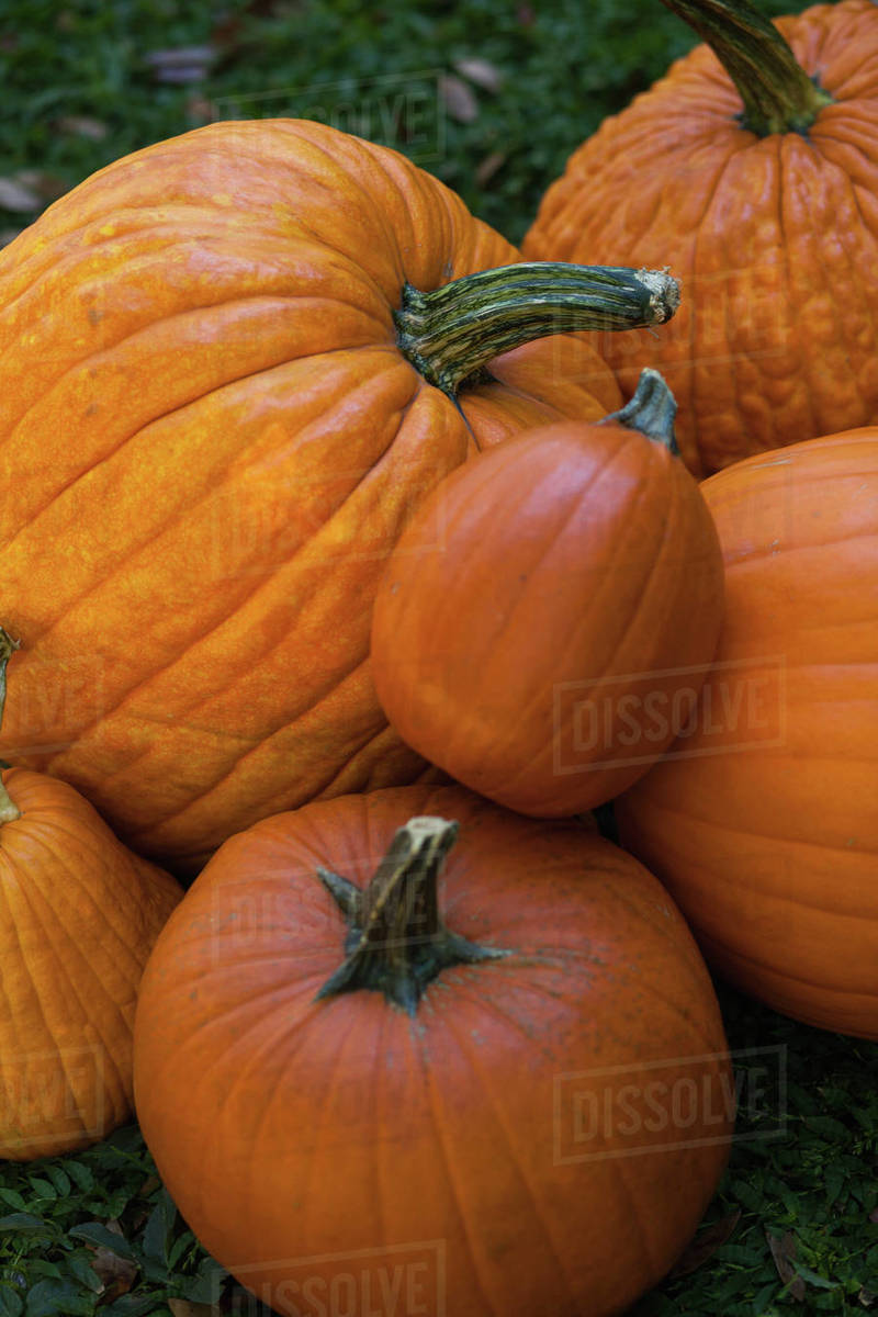 Pile of pumpkins, close-up - Royalty-free Stock Photo | Dissolve