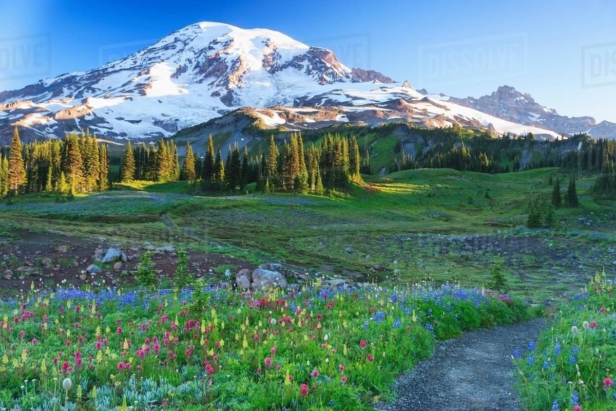 Summer alpine wild flower meadow, Mount Rainier National Park ...