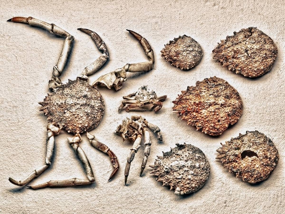 Pieces of crab shell - Stock Photo - Dissolve