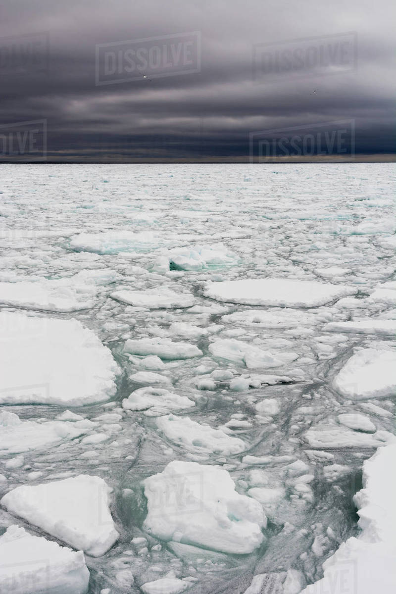Floating pieces of pack ice, Polar Ice Cap, 81north of Spitsbergen ...