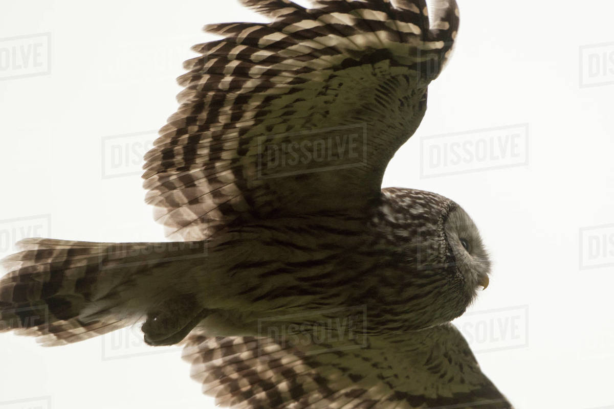 Ural owl (Strix uralensis) in flight against sky, Slovenia - Royalty ...