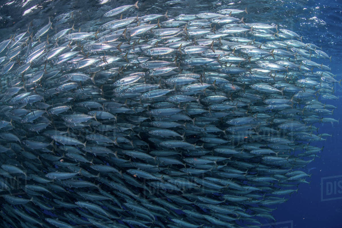 Mackerel baitballs underwater, Punta Baja, Baja California, Mexico ...