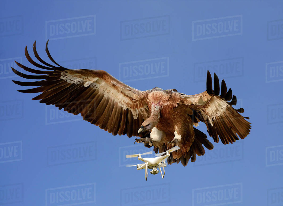 Nature versus Technology concept. Eagle attacking airborne drone ...