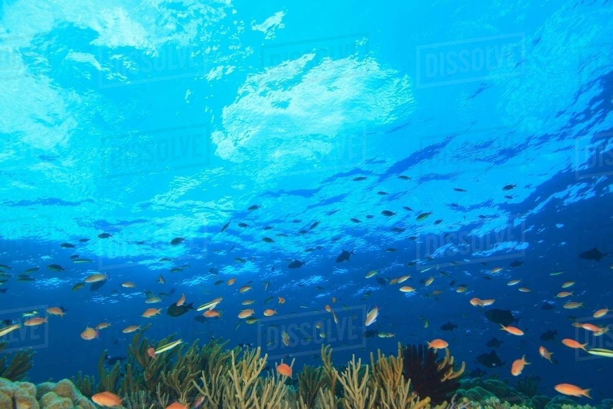 Fish swimming in coral reef - Stock Photo - Dissolve
