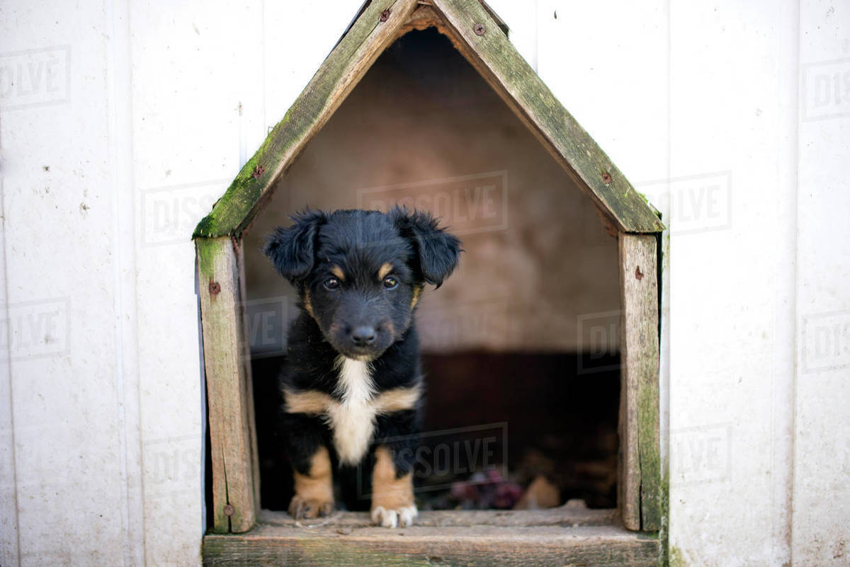 Puppy inside dog kennel, Canada - Stock Photo - Dissolve