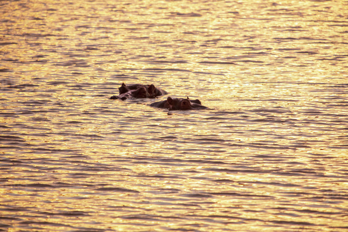 Two hippopotamuses swimming in river, Touws River, Western Cape, South ...