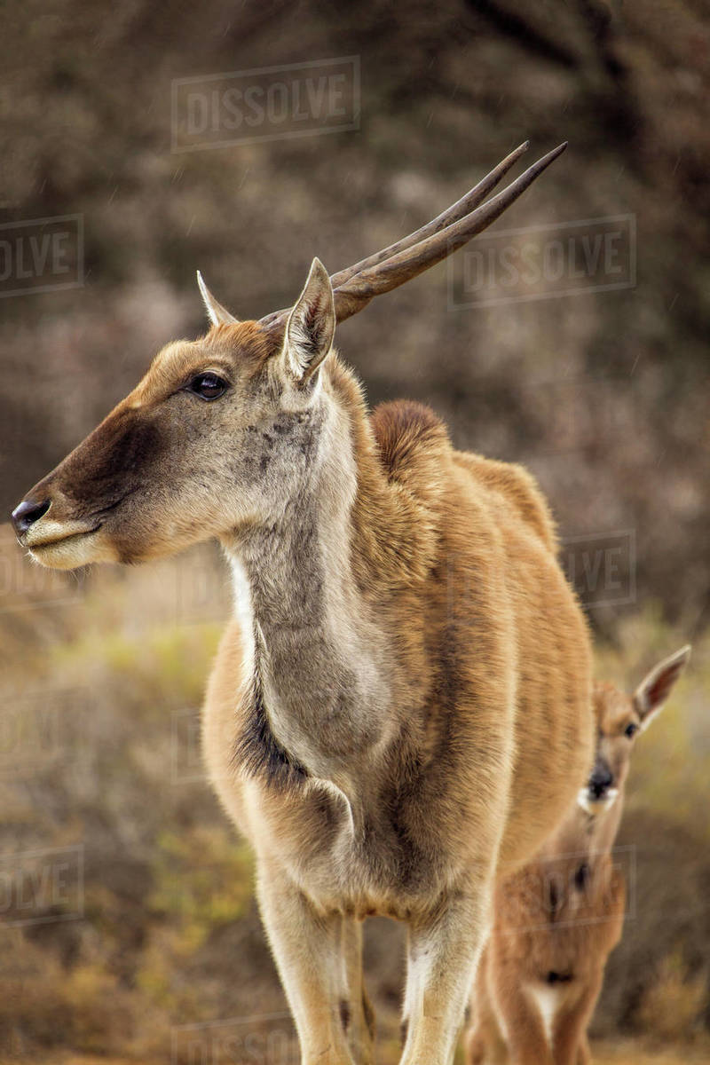 Antelope and calf in nature reserve, Touws River, Western Cape, South ...