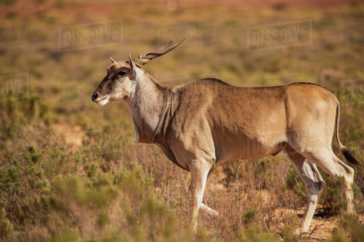 Antelope in nature reserve, Touws River, Western Cape, South Africa ...