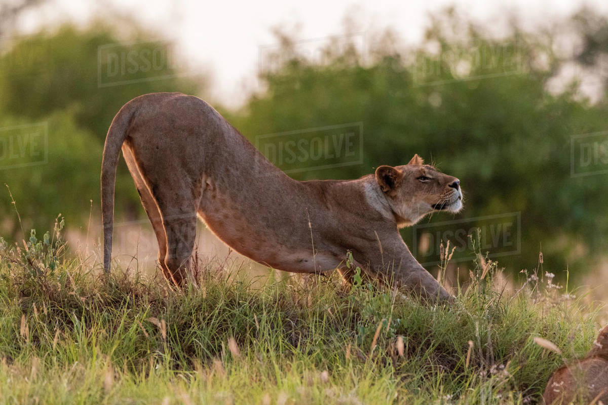 Lioness, Panthera leo, stretching, Voi, Tsavo, Kenya - Stock Photo ...