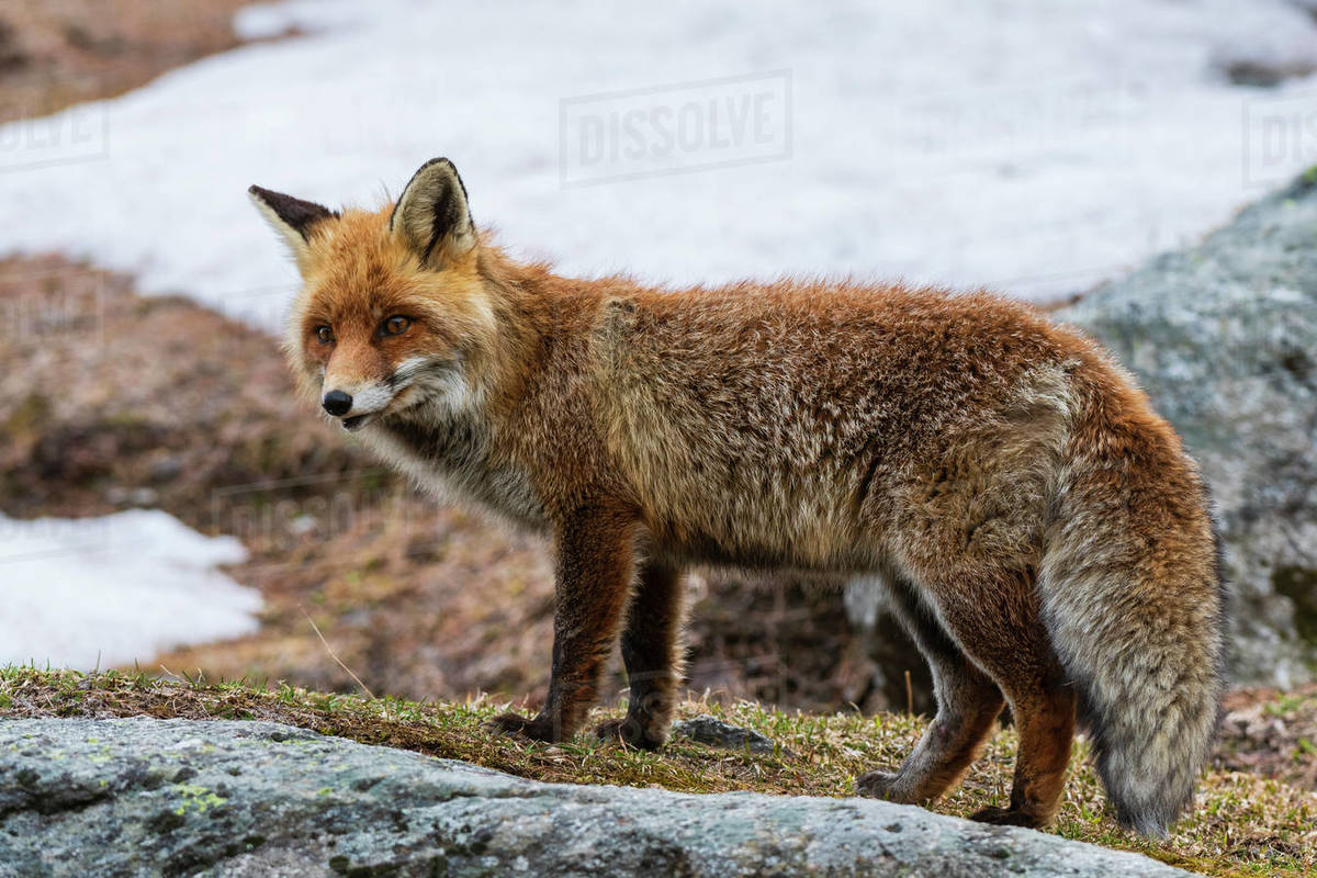 Red fox (Vulpes vulpes), Gran Paradiso National Park, Aosta Valley ...