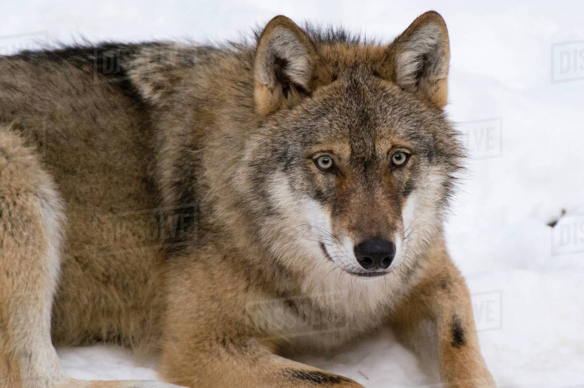 Gray wolf (Canis lupus), Captive, Bavarian Forest National Park ...