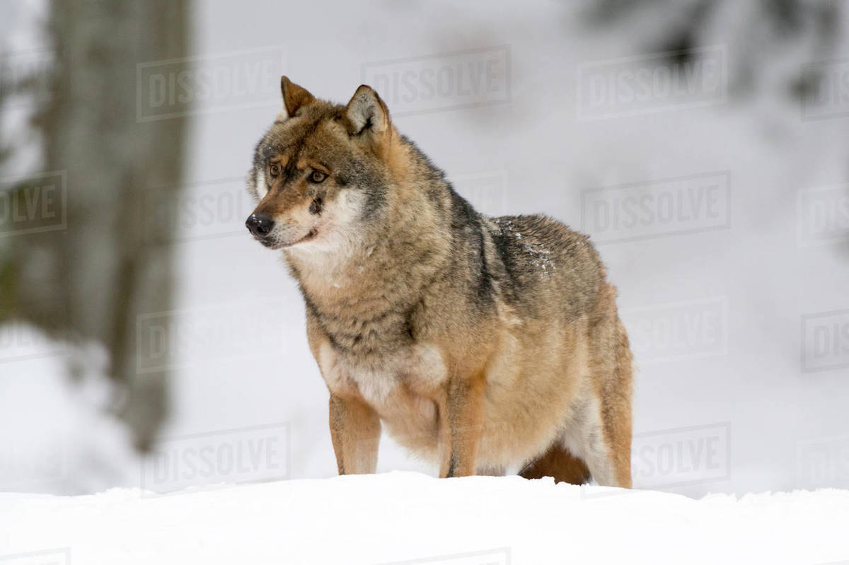 Gray wolf (Canis lupus), Captive, Bavarian Forest National Park ...