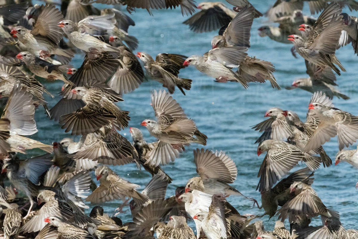 Red-billed quelea flock (Quelea quelea) in flight, Kalahari, Botswana ...