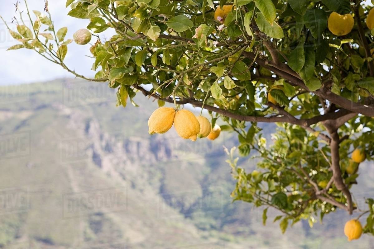 Lemon tree on island of salina - Royalty-free Stock Photo | Dissolve