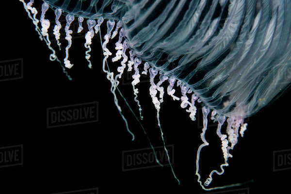 Close up of jellyfish underwater - Royalty-free Stock Photo | Dissolve