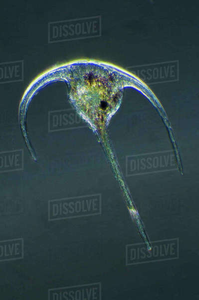 Microscopic view of dinoflagellate - Royalty-free Stock Photo | Dissolve