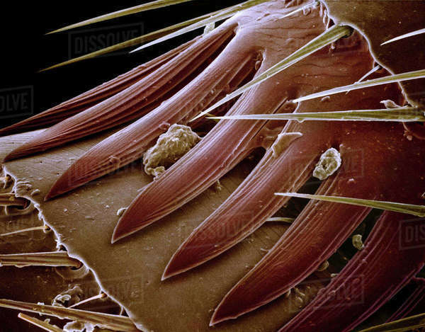 Microscopic view of spines on flea - Royalty-free Stock Photo | Dissolve