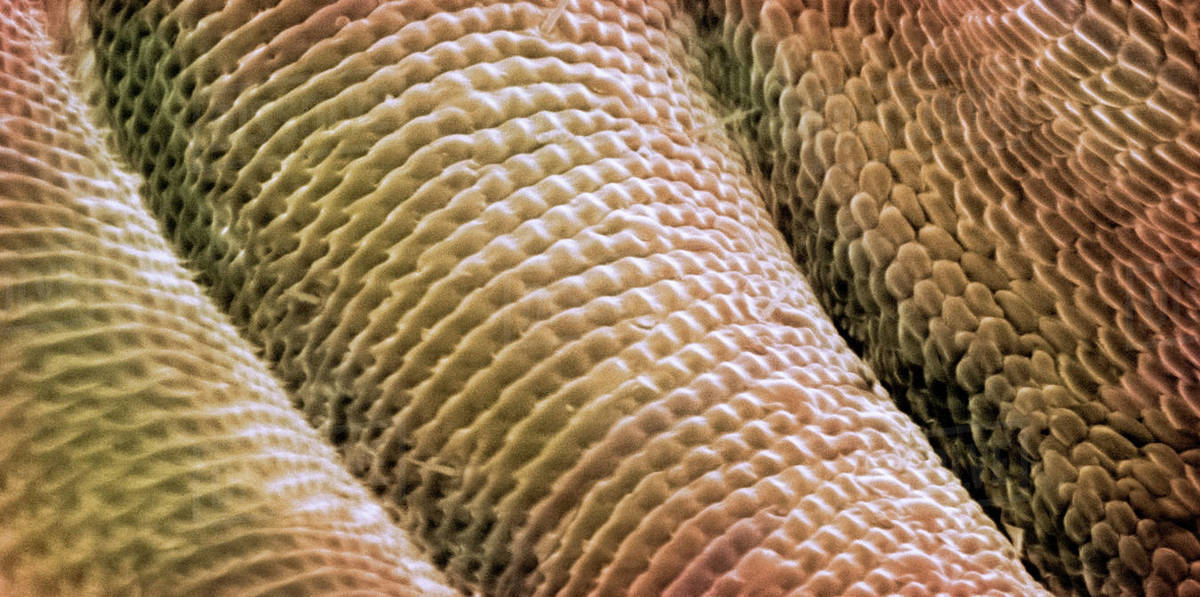 Microscopic view of butterfly proboscis - Royalty-free Stock Photo ...