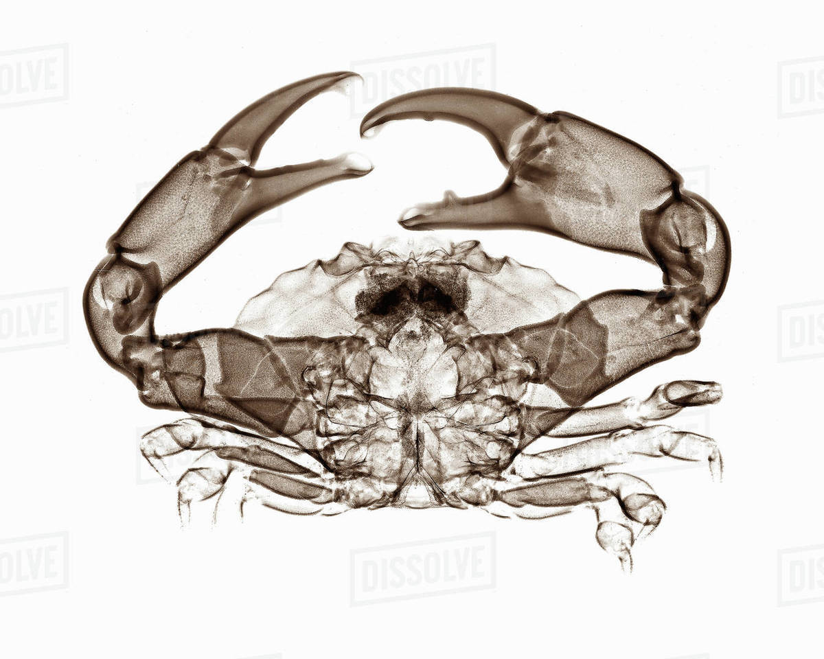 X-ray image of crab - Royalty-free Stock Photo | Dissolve