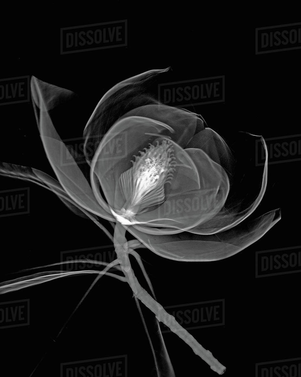 Inverted image of magnolia flower - Royalty-free Stock Photo | Dissolve