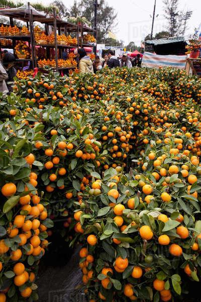 Ornamental orange trees in market, Hong Kong, China - Royalty-free ...