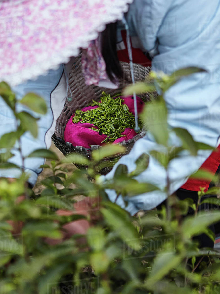 Tea picker picking tea leaves in plantation near Ningbo, Zhejiang ...