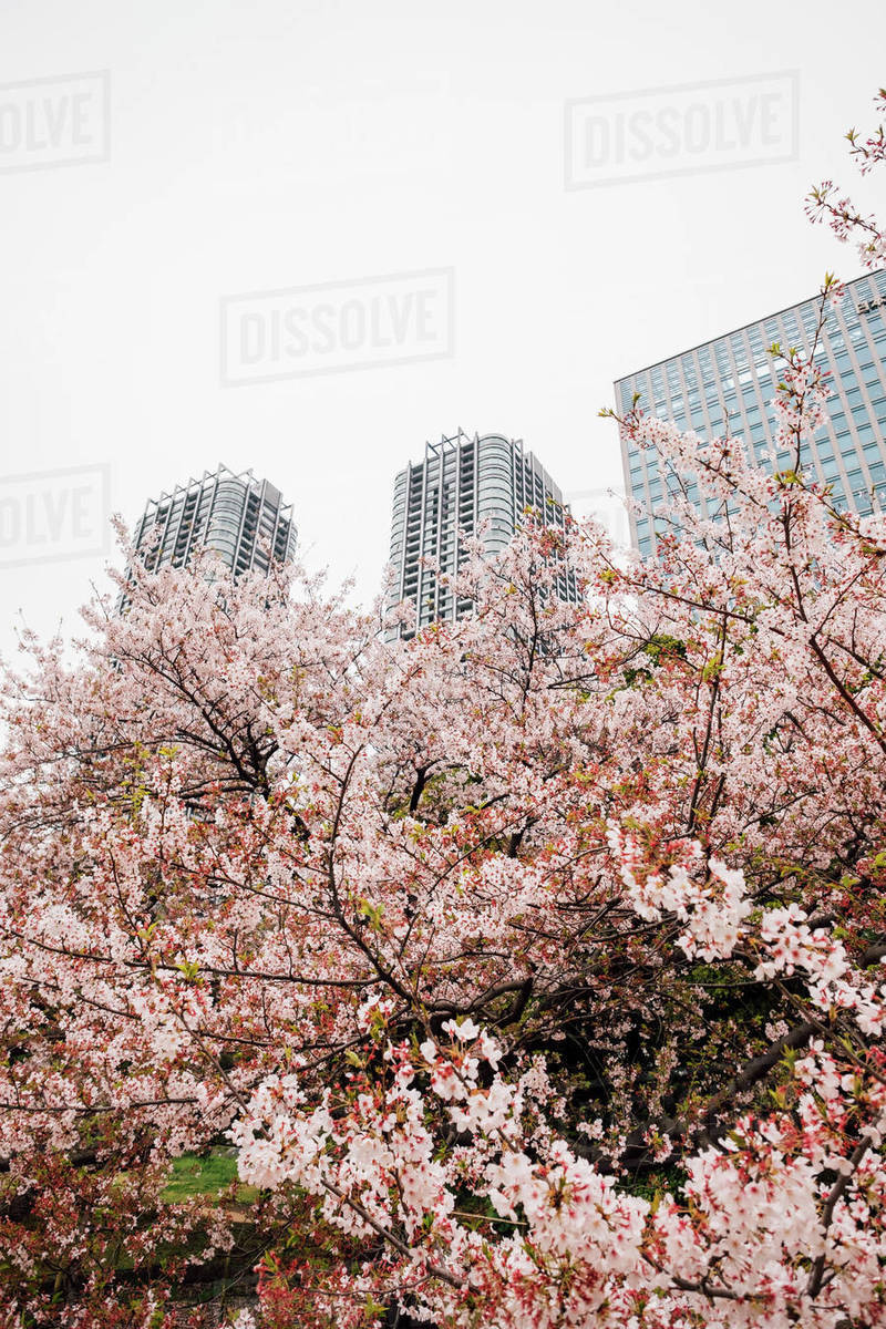 Cherry blossom tree with high-rise buildings in background, Tokyo ...