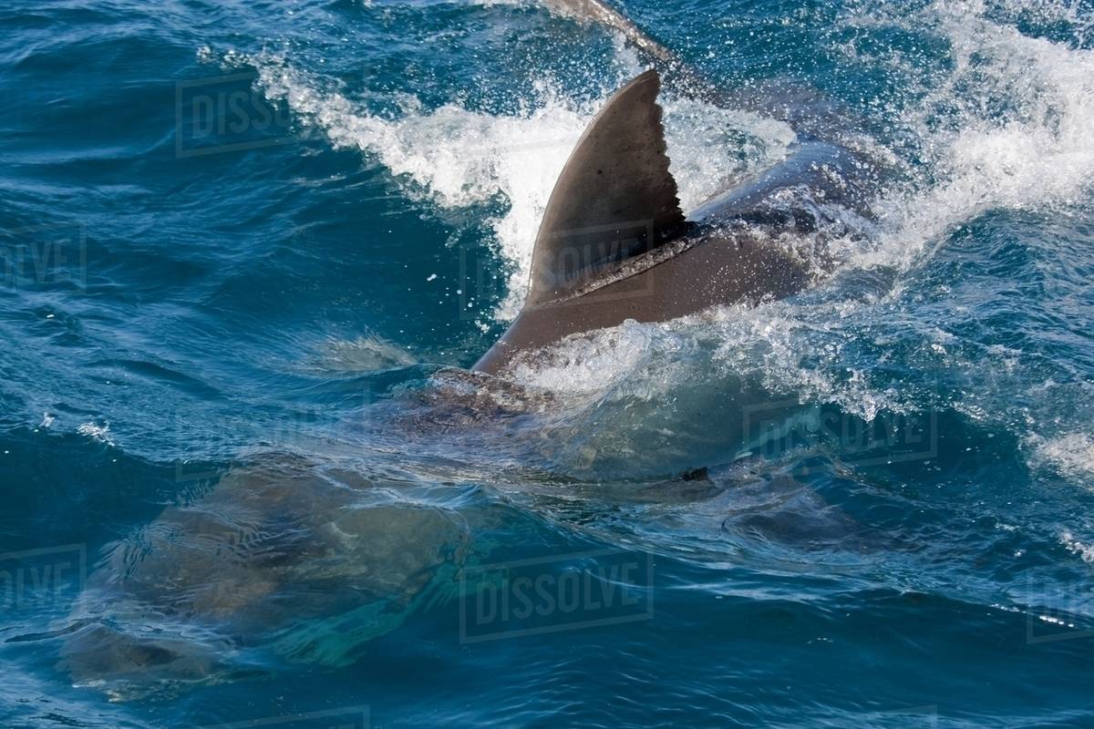 Dorsal fin of Great White Shark. - Royalty-free Stock Photo | Dissolve
